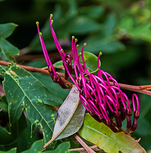 Trees Flowers Gardens 2018